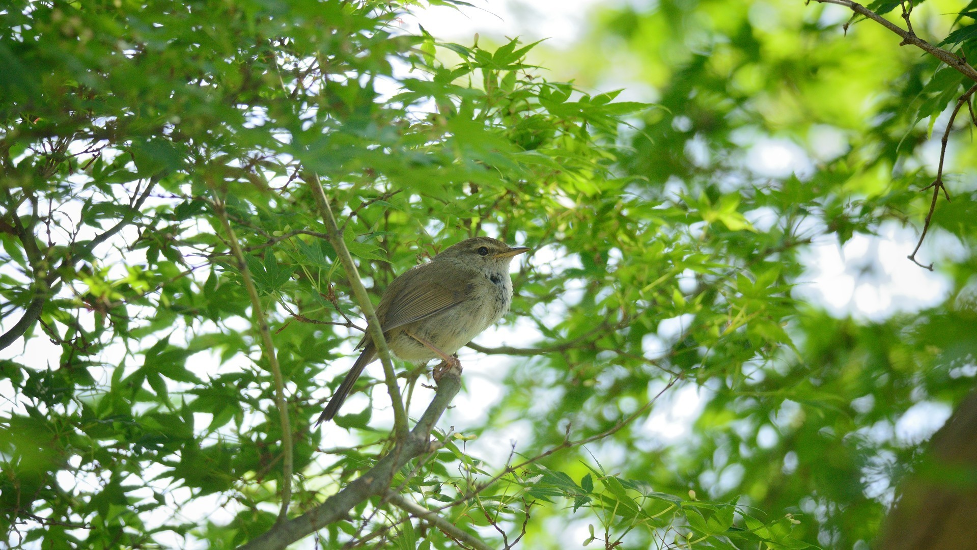 ホーホケキョ: kabuのブログ